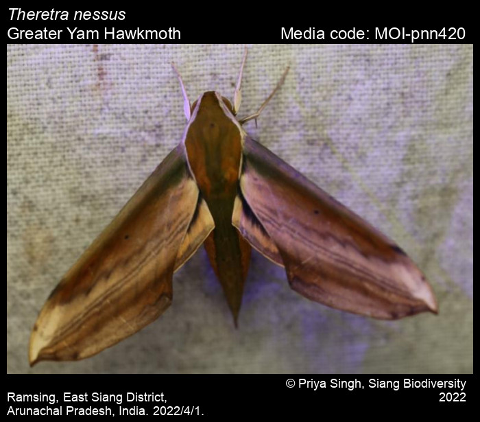 Theretra nessus (Drury, 1773) - Greater Yam Hawkmoth | Moths